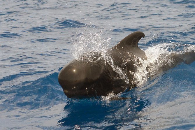 Private 2 Hour Whale Watching Tour - Meet Our Expert Biologist Staff