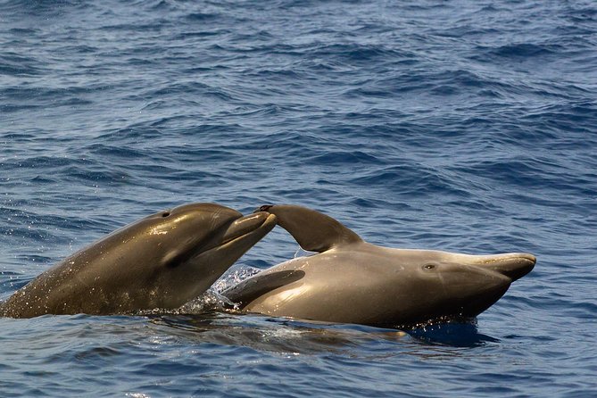 Private 2 Hour Whale Watching Tour - Listen to Whales and Dolphins in Real-Time