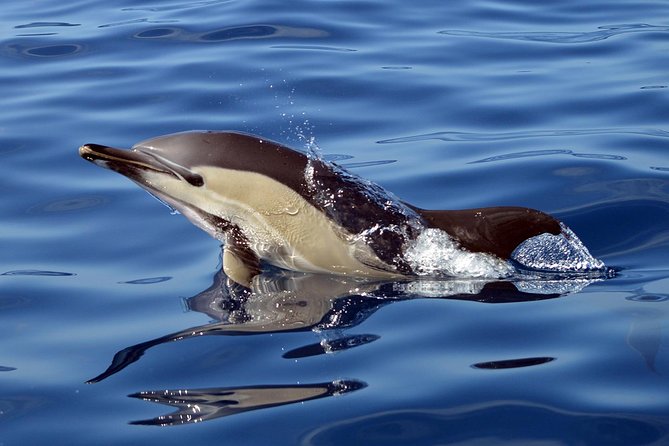 Private 2 Hour Whale Watching Tour - Capturing Memories: Photos From Your Journey