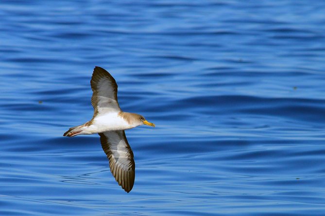 Private 2 Hour Whale Watching Tour - What to Bring for Your Tour