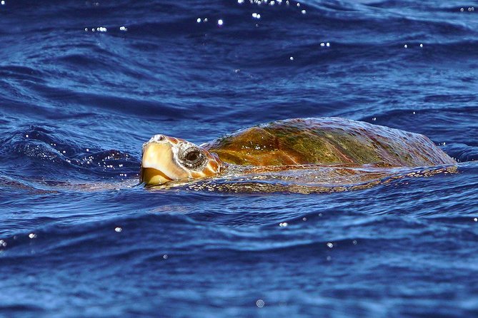 Private 2 Hour Whale Watching Tour - Convenient Meeting and Pickup Information