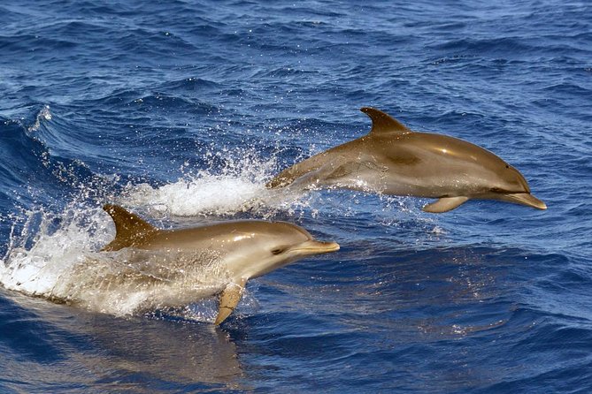 Private 2 Hour Whale Watching Tour - Easy Booking and Cancellation Policies