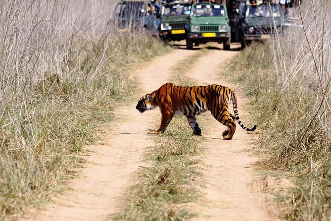 Private 2 Nights Short Escape To Jim Corbett - What Makes This Tour Stand Out