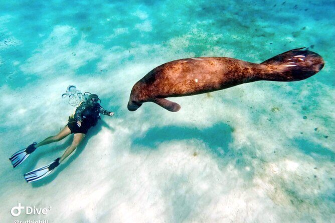 Private 2-Tank Dive with PADI Instructor for Certified Divers - Authentic Experiences from Reviews