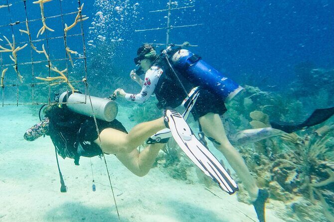 Private 2-Tank Dive with PADI Instructor for Certified Divers - The Sum Up