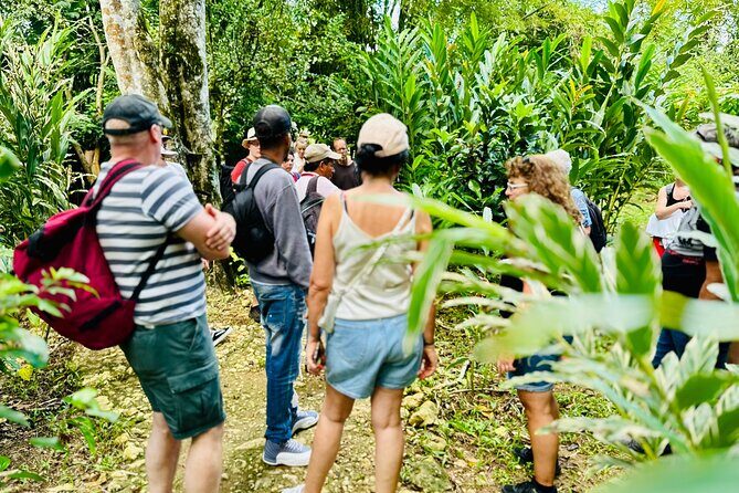 PRIVATE: 3in1 - Los Haitises N.P. + Y. Waterfall + Mount. Redonda - An Overview of the Tour Experience