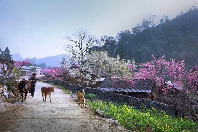 Private 4 Day Ha Giang Loop Adventure All Inclusive Car Tour - What Makes This Tour Stand Out