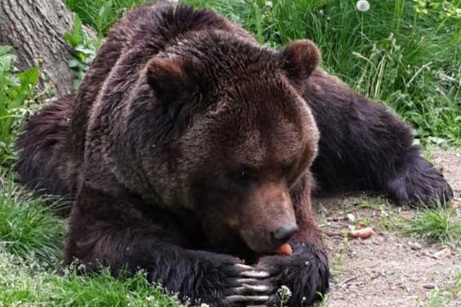 Private 4-Day Tour in Transylvania Including Transfagarasan Road From Bucharest - Exploring Untouched Forests and Medieval Villages