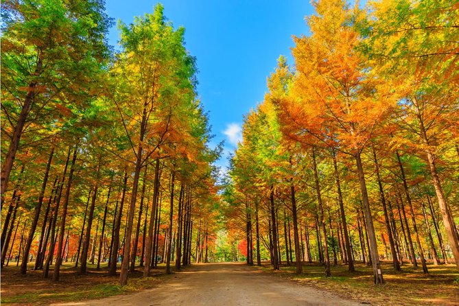 Private 4 days Nami Island&Petite France&Seoul&Everland tour - Who Will Love This Tour?