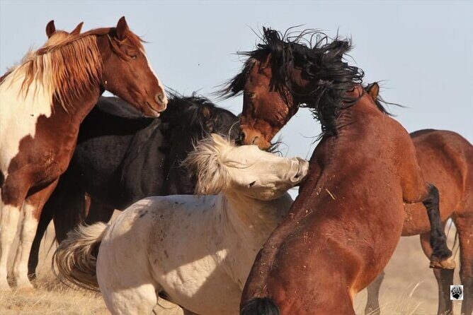 Private 4 Hour Red Canyon Wild Mustang Air Conditioned Van Tours - The Sum Up