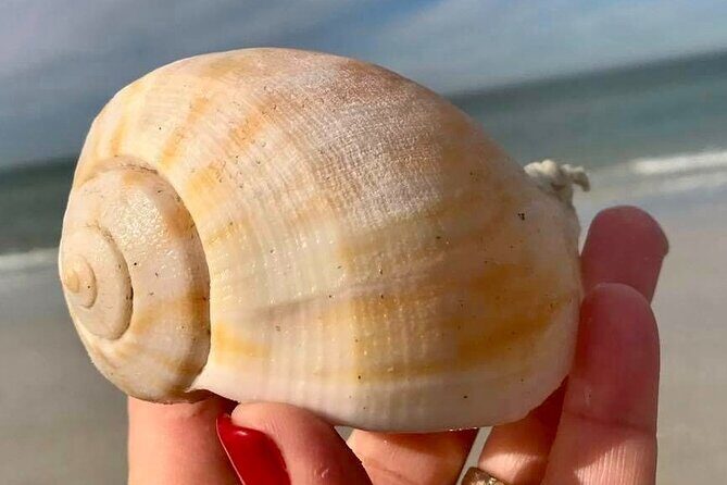 Private 4 Hour Shell Key Island Adventure Dolphins and Shells - What to Expect from the Shell Key Island Adventure