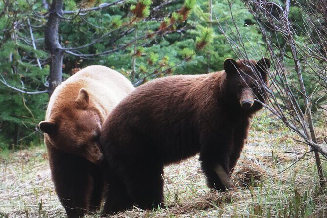 Private 4 Hour tour to White Pass and the Yukon Suspension Bridge - The Sum Up: Who Will Love This Tour?
