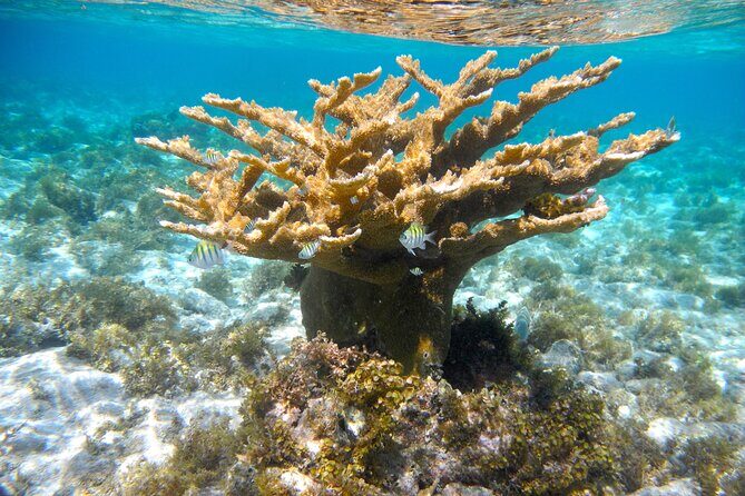 PRIVATE 4Stop Tour: Stingray, Snorkeling, Starfish & 7 Mile Beach - Frequently Asked Questions