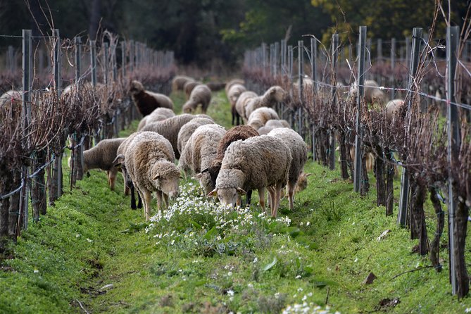 Private 4x4 Ride in a Wine Estate Followed by a Tasting - Accessibility and Restrictions