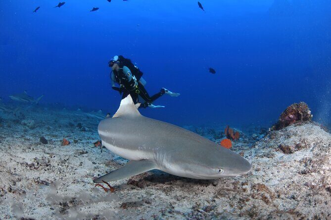 Private 5 Day Morotai Scuba Diving Trip - Practicalities and Value