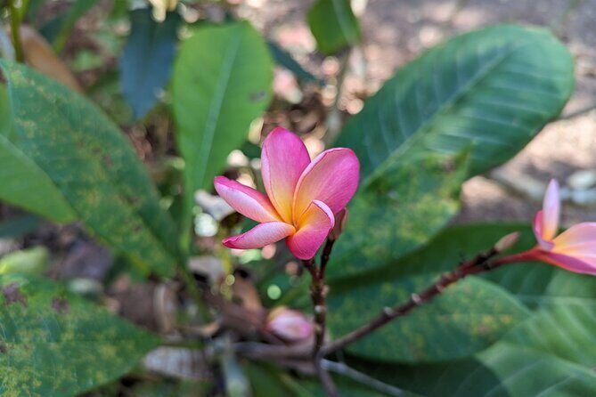 Private 5-Hour Sightseeing Tour in Tropical Gardens - Who Should Consider This Tour?