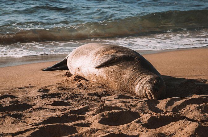 Private 5-hr Off-Road Trip on Oahus Wildlife-Rich North Shore - The Details: What You Should Know