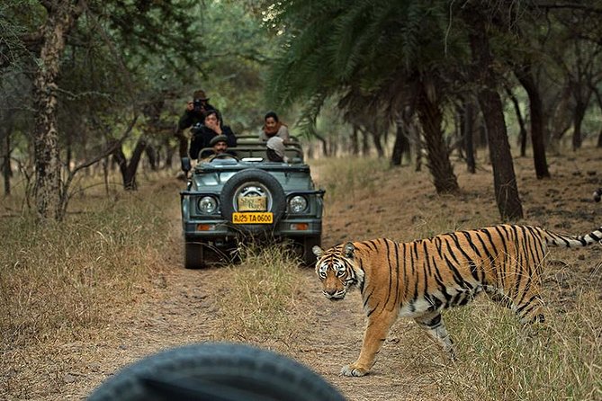 Private 6-Day Ranthambhore Tiger Tour including Delhi, Agra and Jaipur - An In-Depth Breakdown of the Itinerary