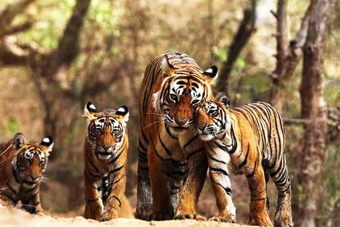 Private 6-Day Ranthambhore Tiger Tour including Delhi, Agra and Jaipur - What Travelers Say