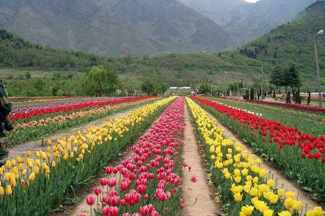 Private 6 Days Splendid Kashmir Tour - Why This Tour Offers Good Value