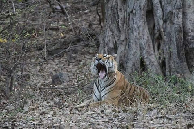 Private 6 Days Stepwell Tour in Rajasthan with Ranthambore Wildlife Safari - Practical Details and Value