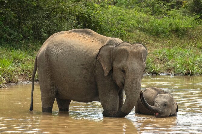 Private 7-Day Tour around Sri Lanka - Who Is This Tour Best For?