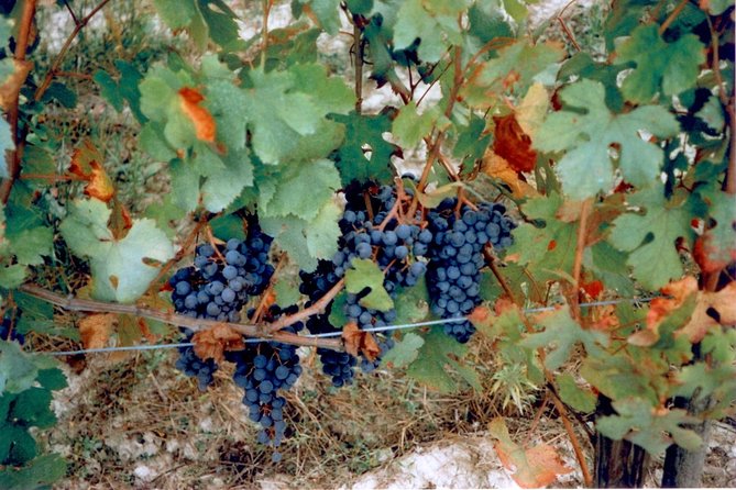 Private 7-Hour Tour of Three Etna Wineries with Tasting from Syracuse - Final Thoughts: Is It Worth It?