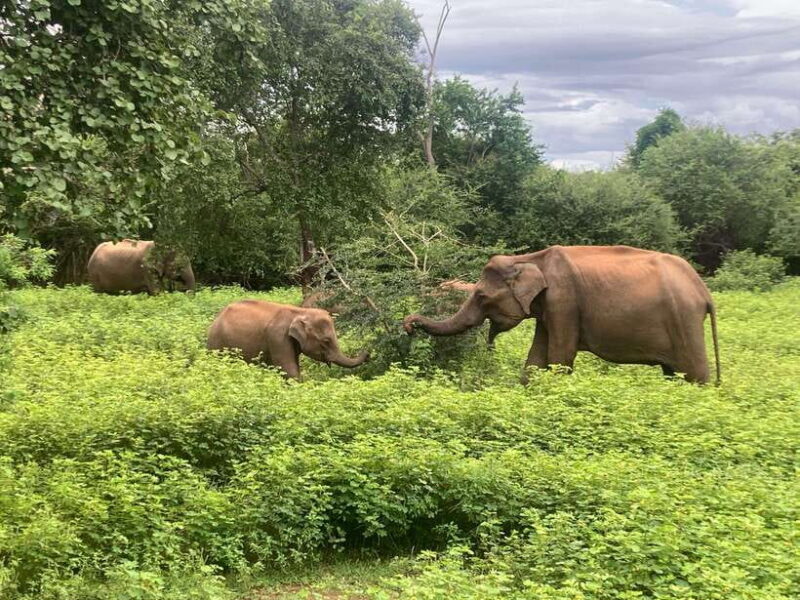 Private 8 Day Sri Lanka Cultural Heritage Tour with Guide - Key Points