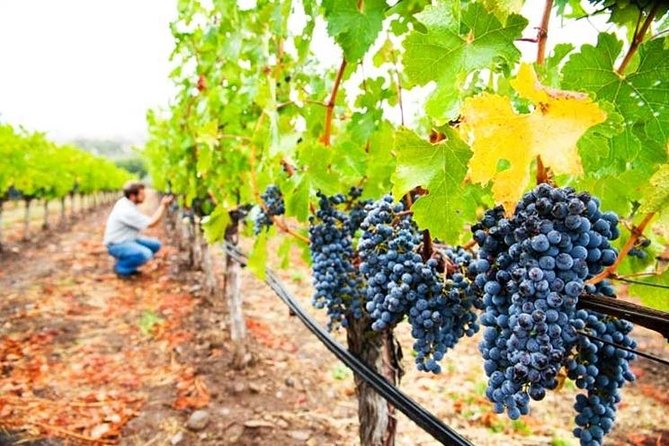 Private 8-Hour Tour of Four Etna Wineries with Tasting - Summary: Is This Tour Right for You?