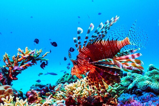 Private 90 Minute Snorkel Tour at Anse Cochon Marine Reserve - The Itinerary in Detail