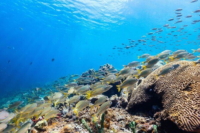 Private 90 Minute Snorkel Tour at Anse Cochon Marine Reserve - Final Thoughts: Is It Worth It?