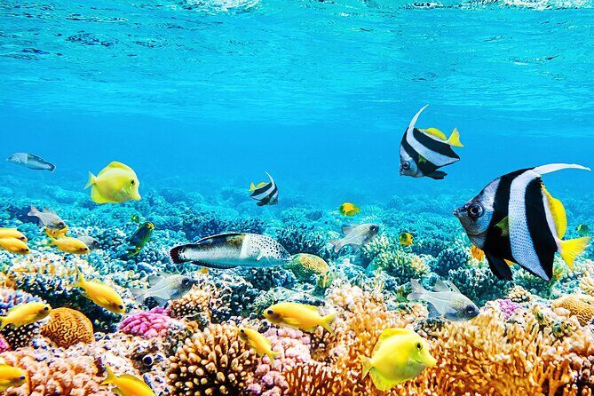 Private 90 Minute Snorkel Tour at Anse Cochon Marine Reserve - FAQs