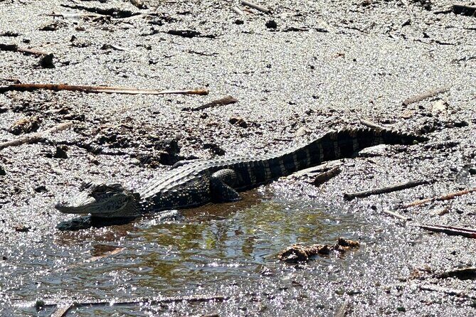 Private 90 Minutes Everglades Airboat Adventure - The Sum Up