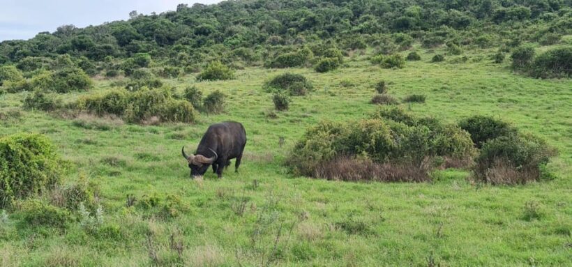 Private Addo Elephant National Park Half Day Tour - Key Points