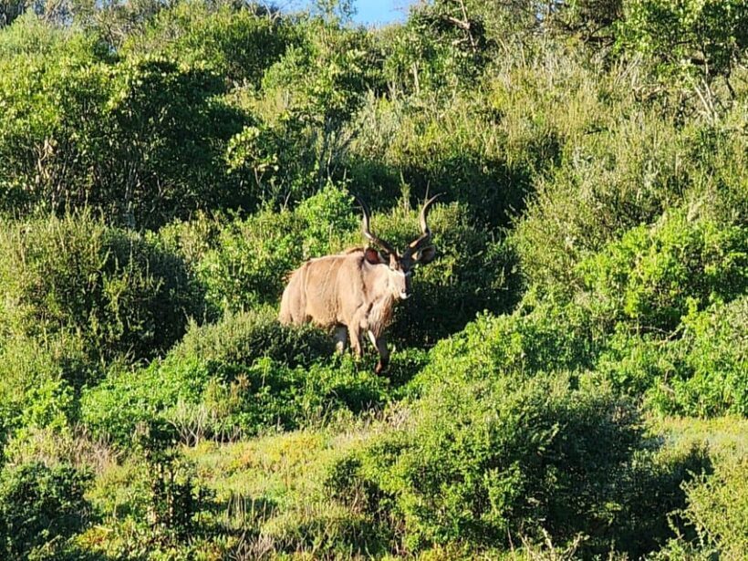 Private Addo Elephant National Park Half Day Tour - An In-Depth Look at the Tour