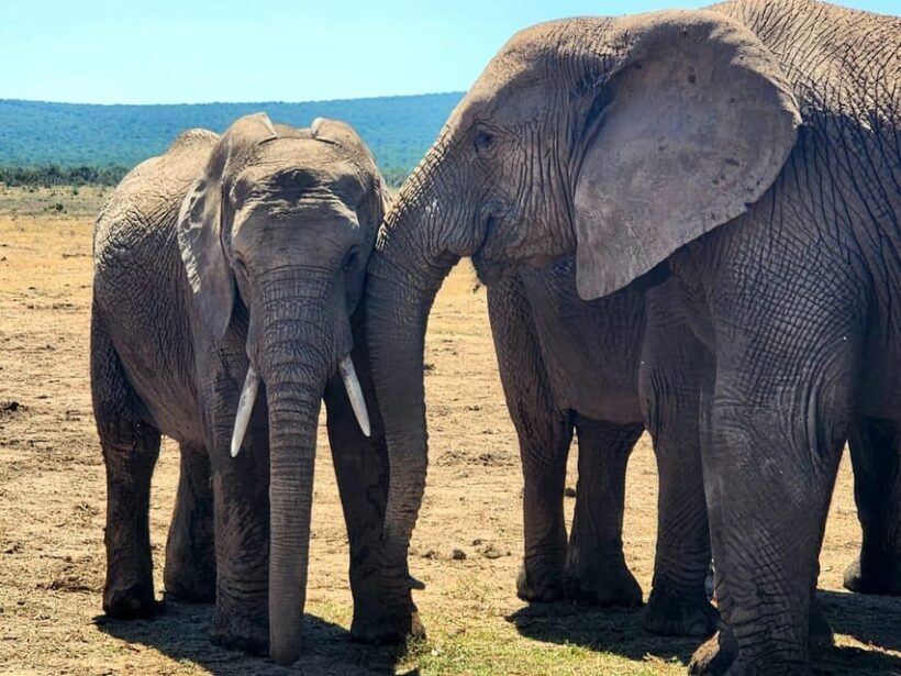 Private Addo Elephant National Park Half Day Tour - Final Thoughts: Is It Worth It?