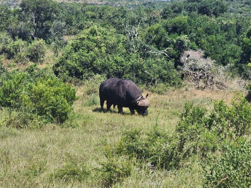 Private Addo Elephant National Park Half Day Tour - FAQ