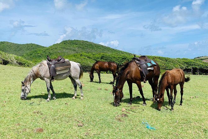 Private Advanced Horseback Beach Ride with Sandy Hoofs St. Lucia - Price and Value