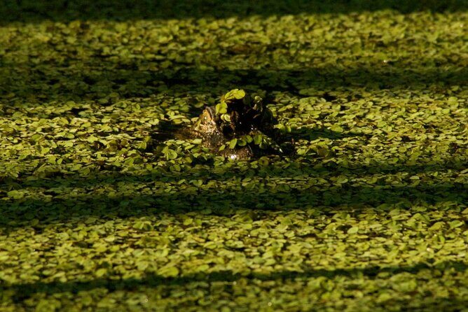 Private Airboat Swamp Tour - The Itinerary: What to Expect During Your Trip