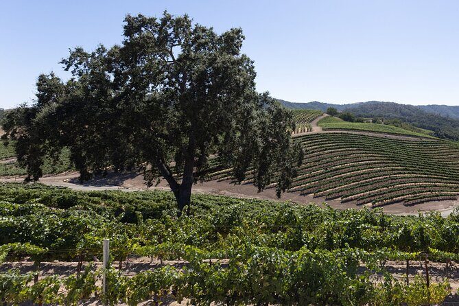 Private All-Inclusive 3-Winery Tour from Paso Robles/Atascadero - A Detailed Look at the Tour Experience