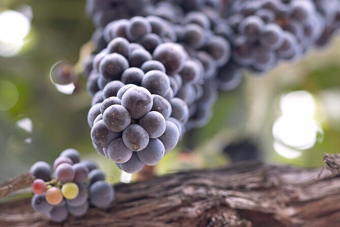 Private All-Inclusive 3-Winery Tour Santa Ynez/Solvang/Buellton - Who Will Enjoy This Tour?