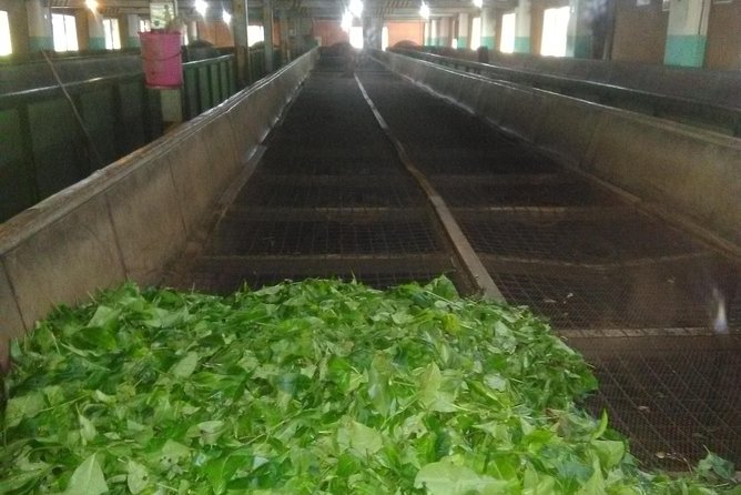 Private all inclusive Day tour Kandy, Pinnawala, & your own selected attractions - Who Will Love This Tour?