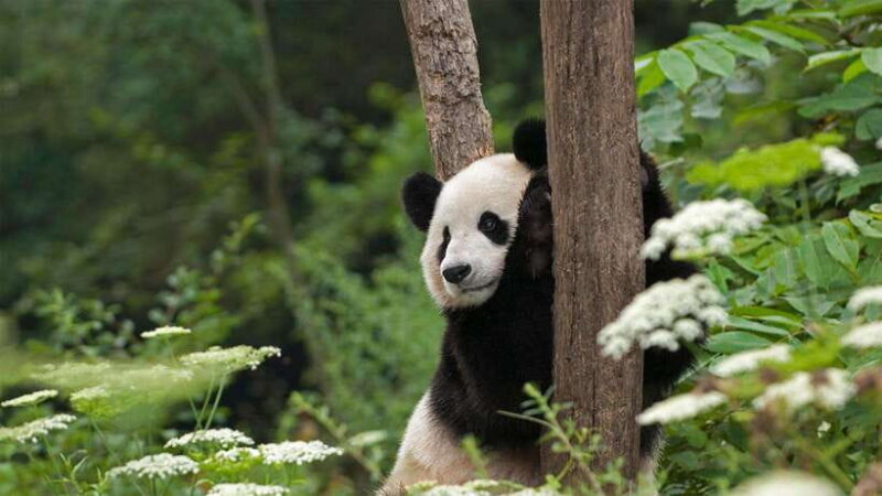Private All-Inclusive Half-Day Tour to Chengdu Panda Base - Itinerary Breakdown
