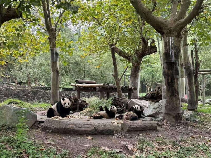 Private All-Inclusive Half-Day Tour to Chengdu Panda Base - How to Make the Most of Your Visit