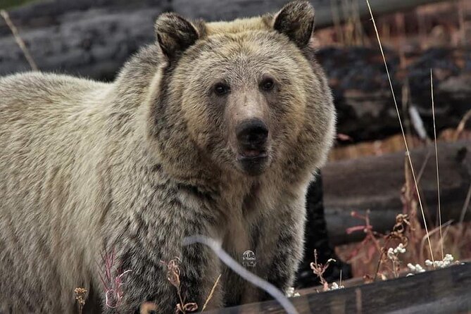 Private All-inclusive Yellowstone Lower Loop”The Volcano” Tours - Summary: Who Will Love This Tour?