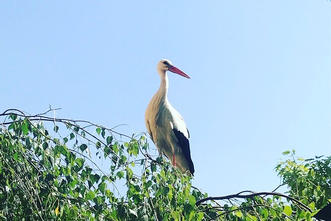 Private and Customizable: Alsace Wine Route HIGHLIGHTS in 3 Hours - Taking in Local Winery Visits