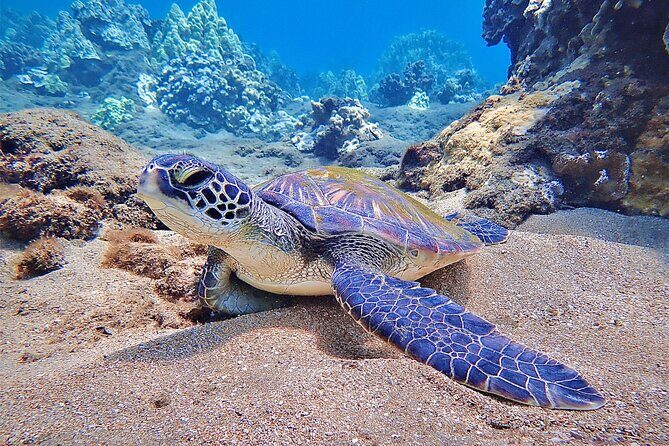 Private and Personalized Scuba Diving Adventures for All Experience Levels - The Experience: What You Can Expect from Your Maui Ocean Adventure