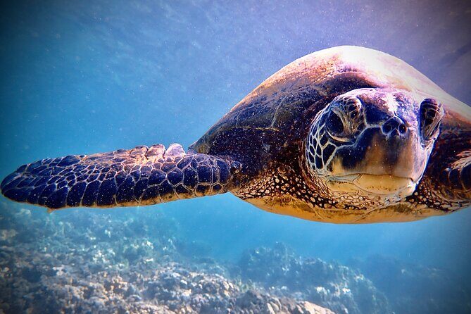 Private and Personalized Scuba Diving Adventures for All Experience Levels - FAQ