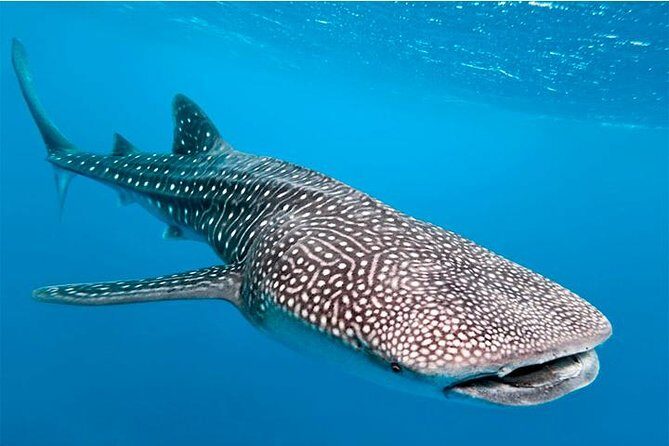 Private and Shared Whale Shark Tour from Tulum - Key Points