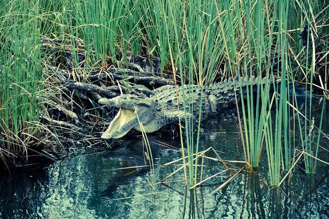 Private Appleton YS Falls and Black River Tour from Montego Bay - The Experience from the Reviews